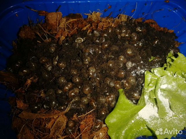 Улитки ахатины кладки