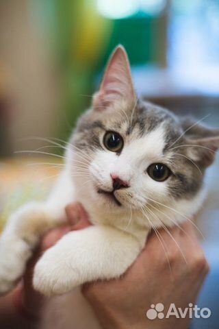 Обаятельный Лукас ищет семью