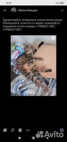 Домашние животные кошки