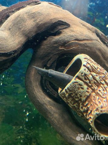 Макрогнатус