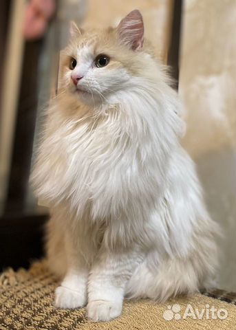 Кошка в добрые руки