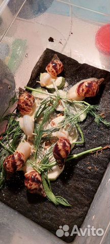 Улитки ахатины ретикулята альбино