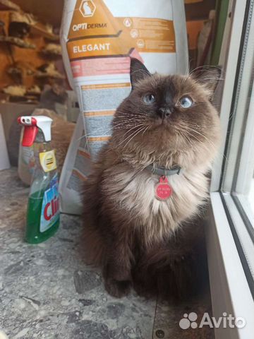 Кошка Стефания