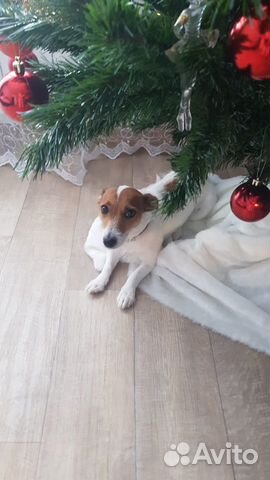 Джек рассел отдам в хорошие руки