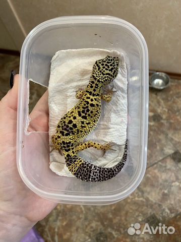 Эублефар Normal het patternless het blizzard