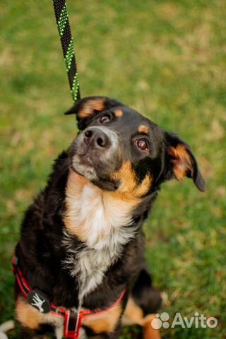 Лилуша в дружную семью