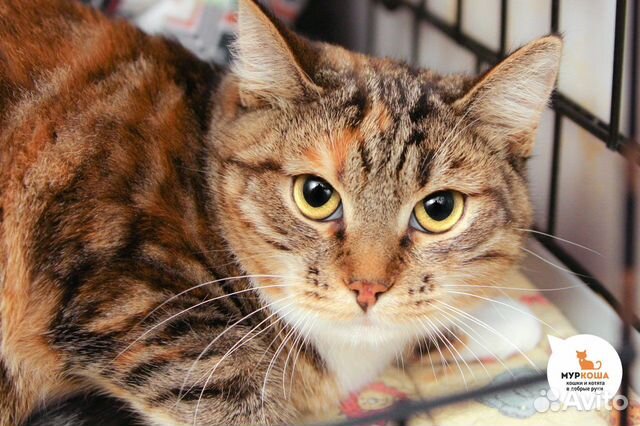 Мелисента внимательно смотрит на каждого проходяще