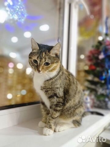 Европейская кошка компаньон