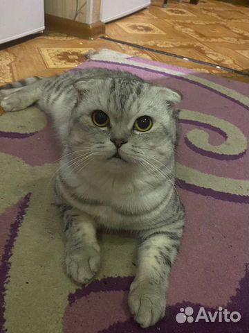 Шотландский котик ищет невестку бесплатно