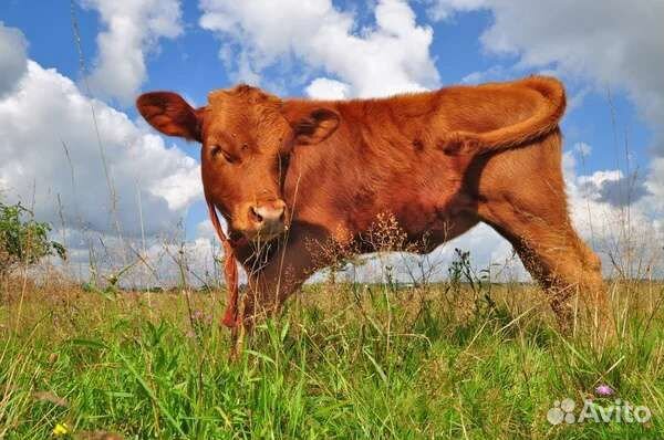 Бычки домашние