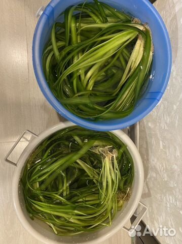 Валеснерия гигантская много