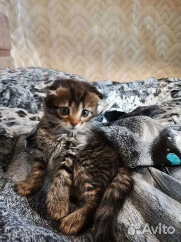 Кошки
