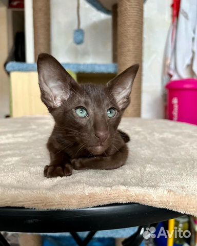 Мальчик гавана