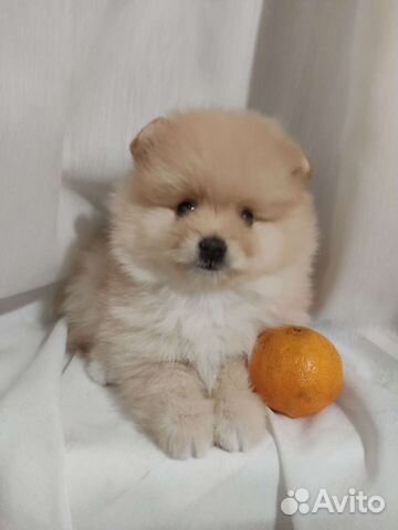 Красивый щенок шпица