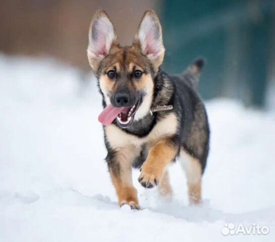 Заберите Булку домой в добрые руки