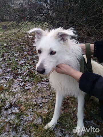 Собака, девочка