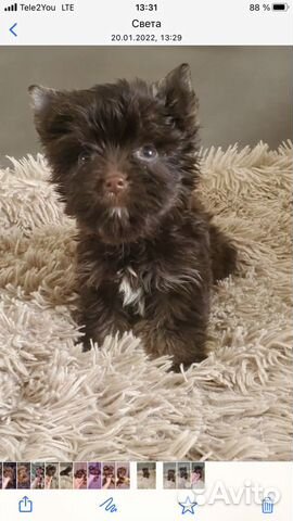 Шоколадные мини йорки