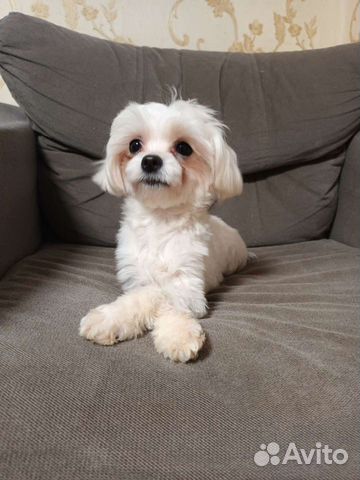 Мальтийская болонка мини