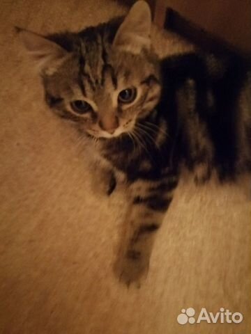 Котёнок Барсик