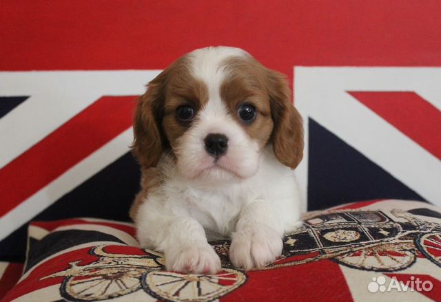 Девочка Кавалер Кинг Чарльз Спаниель