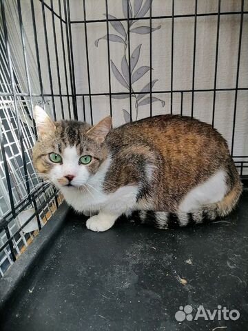 Котик кастрированный ищет хозяев