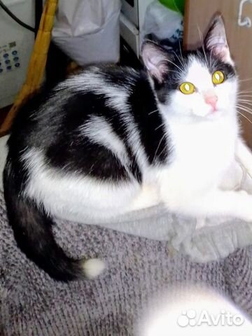 Котенок девочка в добрые руки