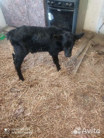 Телята бычки