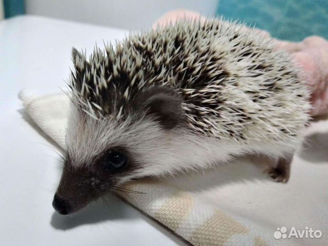 Африканский белобрюхий ёж(Atelerix albiventris)