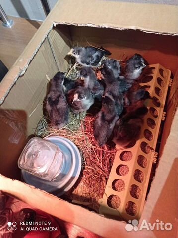 Цыплята Синь Синь Дянь