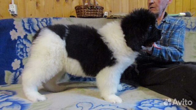 Бело - черные Ньюфо Медвежата (2,5 мес.)