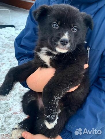 Щенки бесплатно