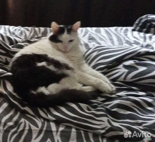 Кошка в дар