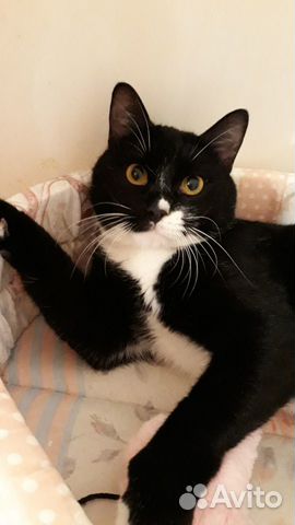 Котик в добрые руки