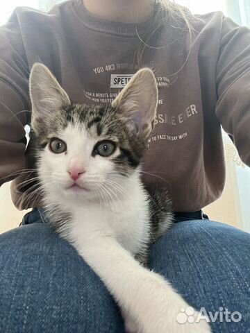 Котенок «Яша»