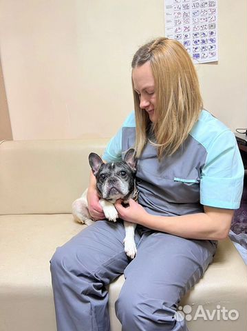 Бульдог Дора