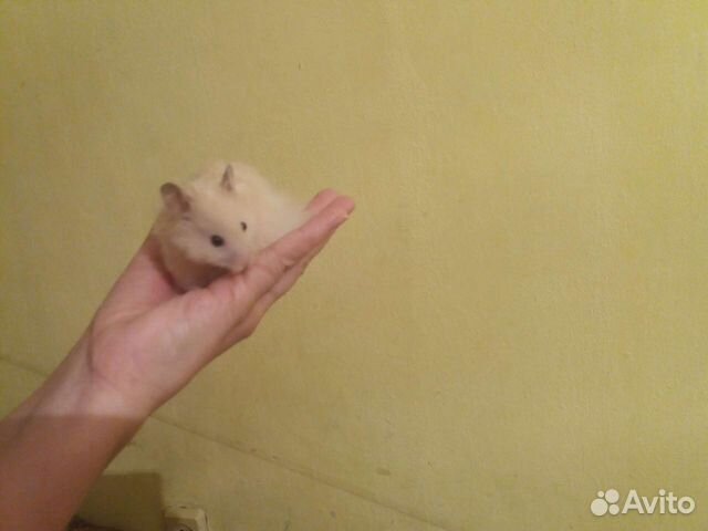 Сирийский хомячок с клеткой или без; 1000; 200