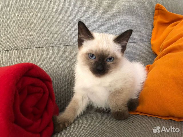 Сиамские (тайские) котята
