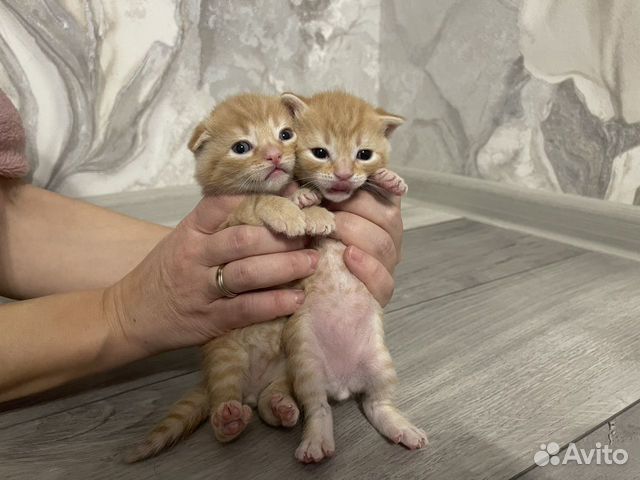 Шотландская вислоухая
