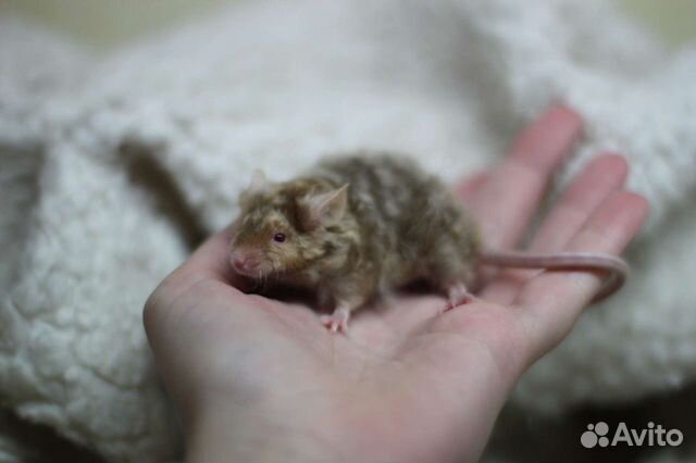 Декоративные и сатиновые мыши (оптом)