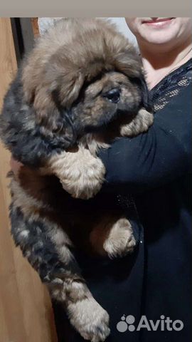 Тибетский мастиф щенки