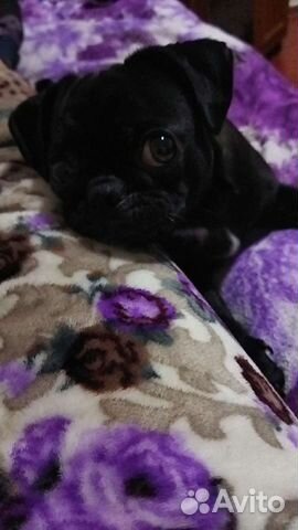 Щенки мопса черные