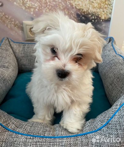 Мальтипу мини щенок мальчик Ф1