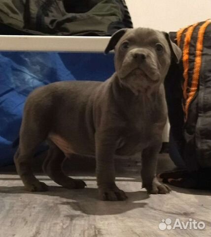 Американский булли