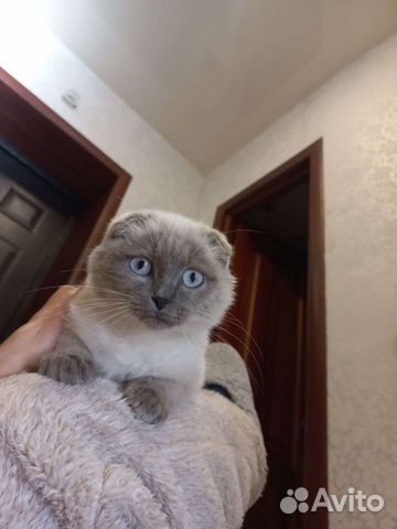 Котёнок мальчик 5 мес