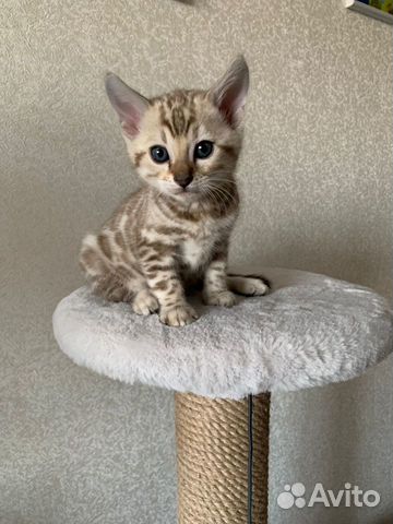 Бенгальские котята