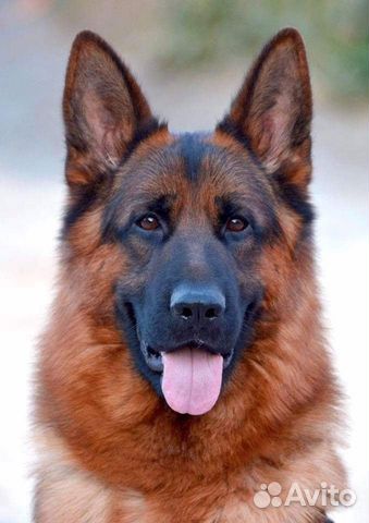 Щенки немецкой овчарки из питомника