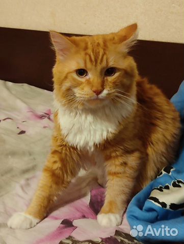 Рыжий,красивый котенок Симба