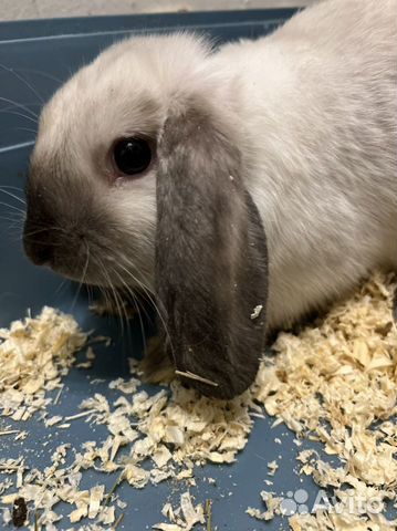 Карликовый кролик
