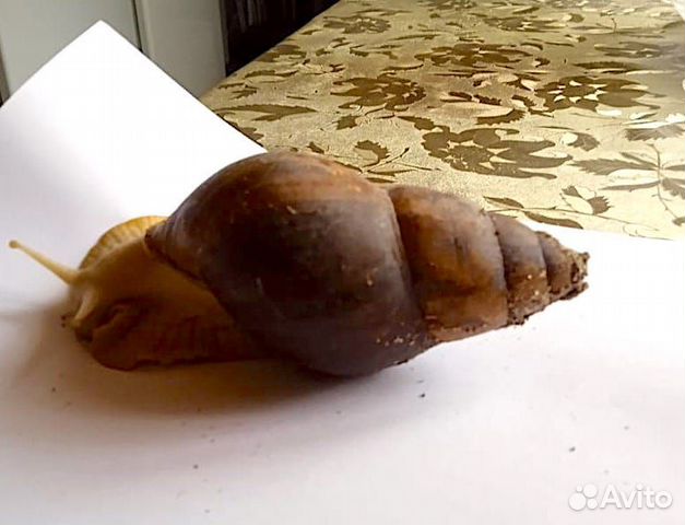 Отдадим взрослую улитку ахатину