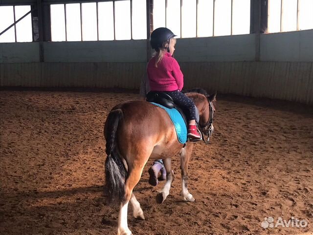 Верховая езда, пони. Обучение, катание